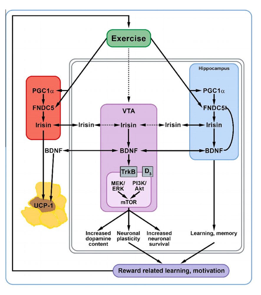 Increase Your Brown Fat (BAT) to Maintain a Healthy Body Weight - Video ...