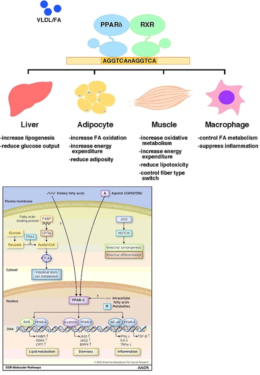 Looking for the science - PPAR-Delta Receptor - Show me the Science ...