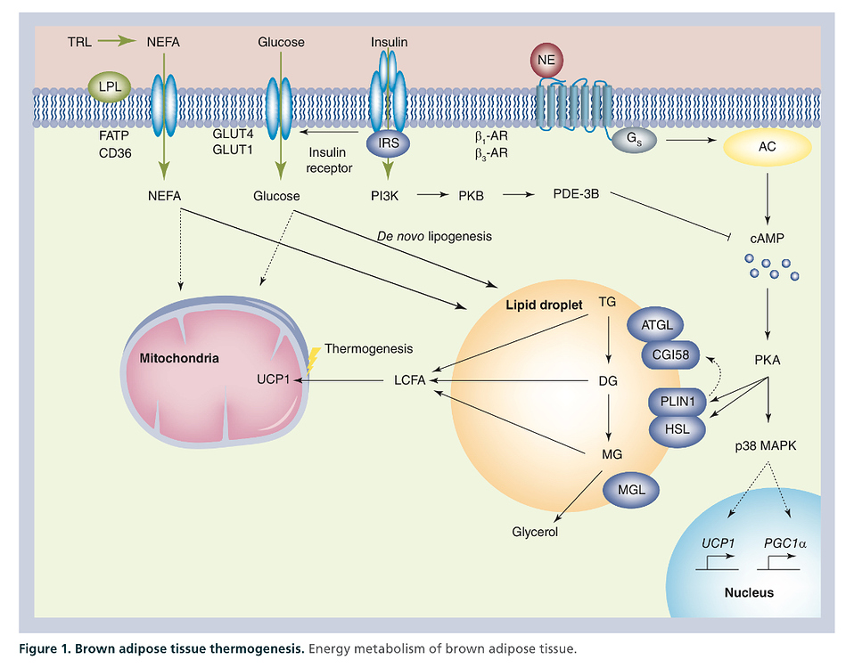 Increase Your Brown Fat (BAT) to Maintain a Healthy Body Weight - Video ...